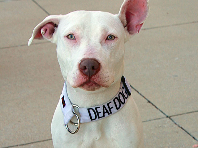 National Deaf Dog Awareness Week – The Gentle Pit