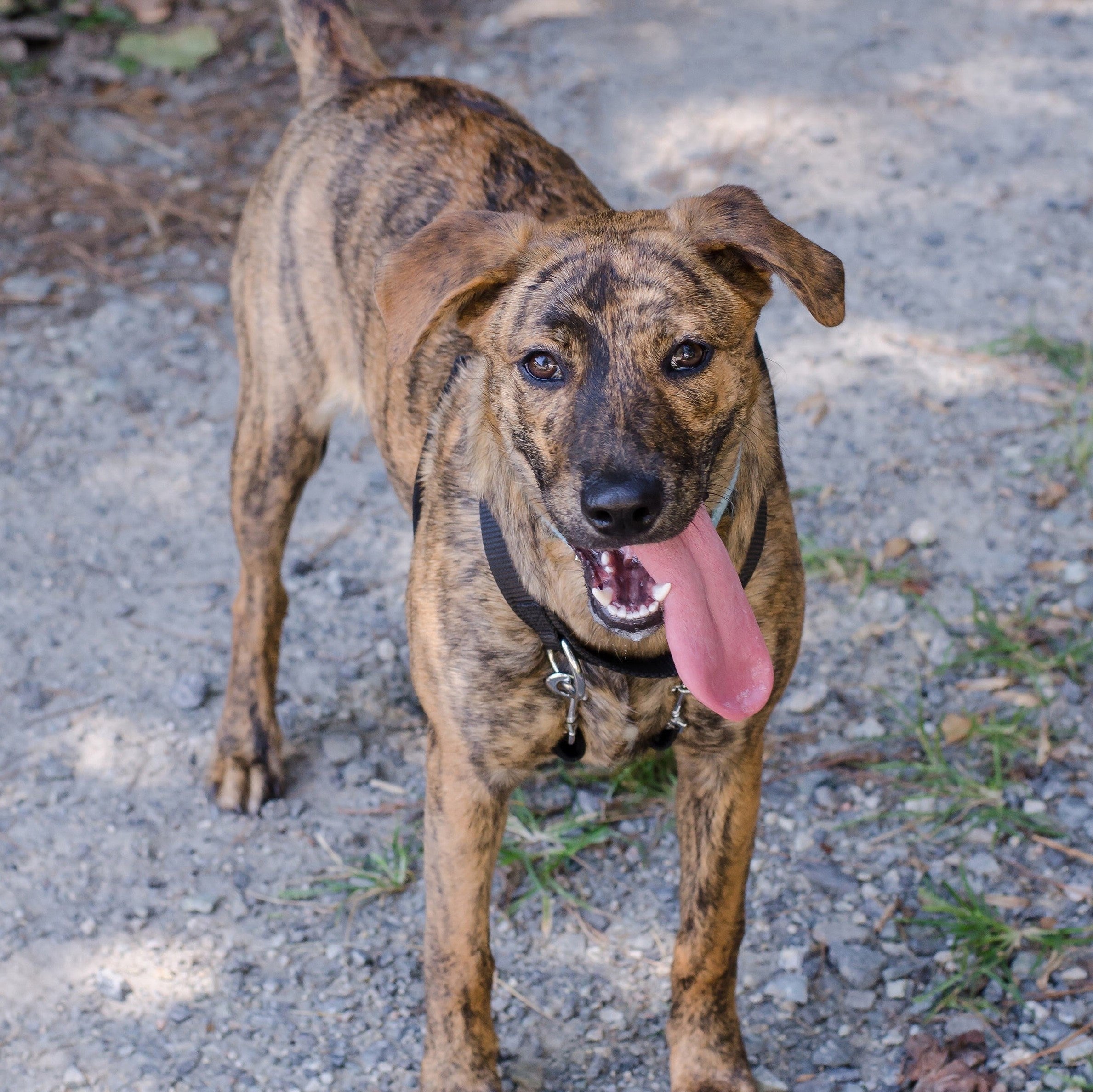 Kirstyn & Alice: Alice Literally is My Soul Mate – The Gentle Pit