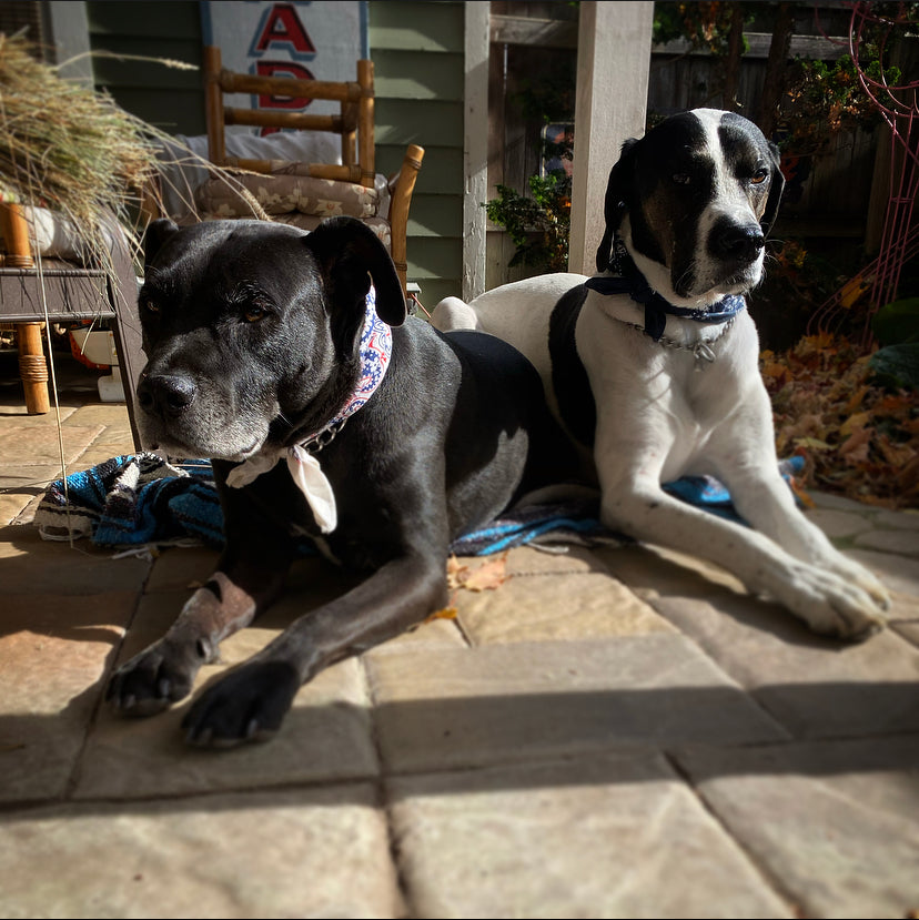 Nikki, Packer & Duke: My Dogs Allow Me to Feel Rewarded by Simply Lovi ...